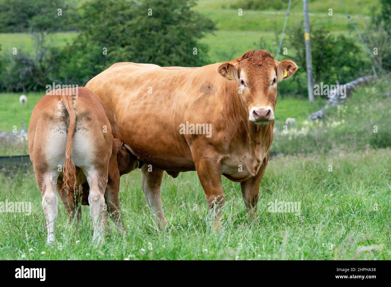 Limousin cow with calf drinking milk from her. Lancashire, UK Stock ...