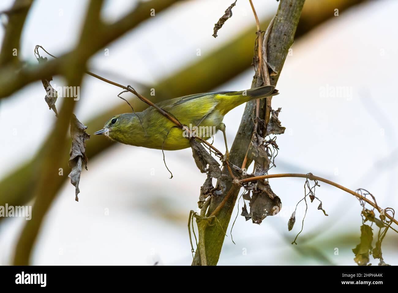 Female painted bunting hi-res stock photography and images - Alamy