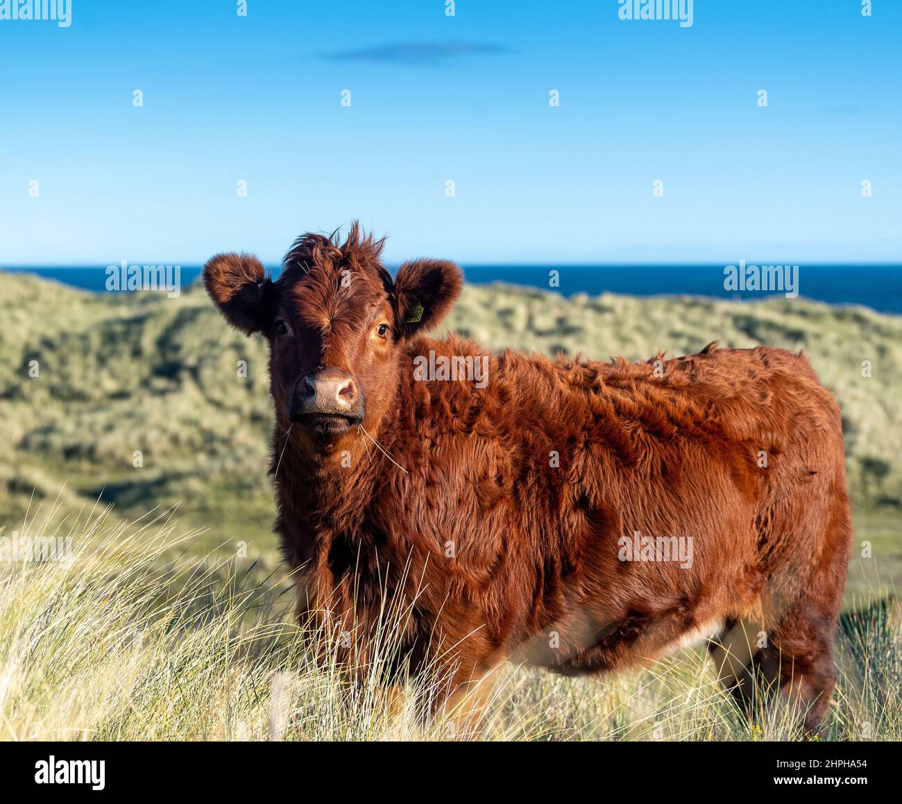 Luing cattle out wintering and grazing on sand dunes on the ...