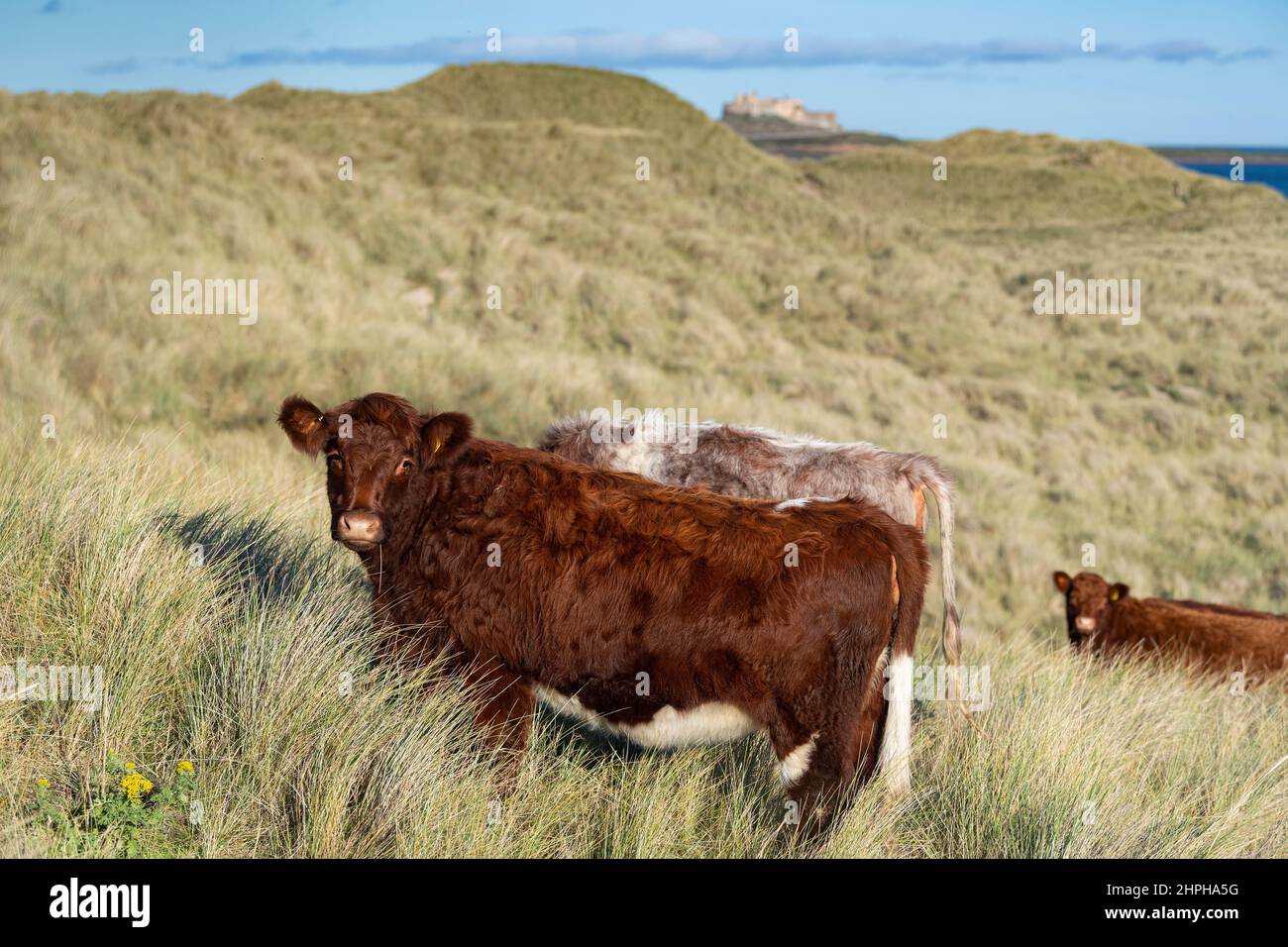 Luing cattle out wintering and grazing on sand dunes on the ...