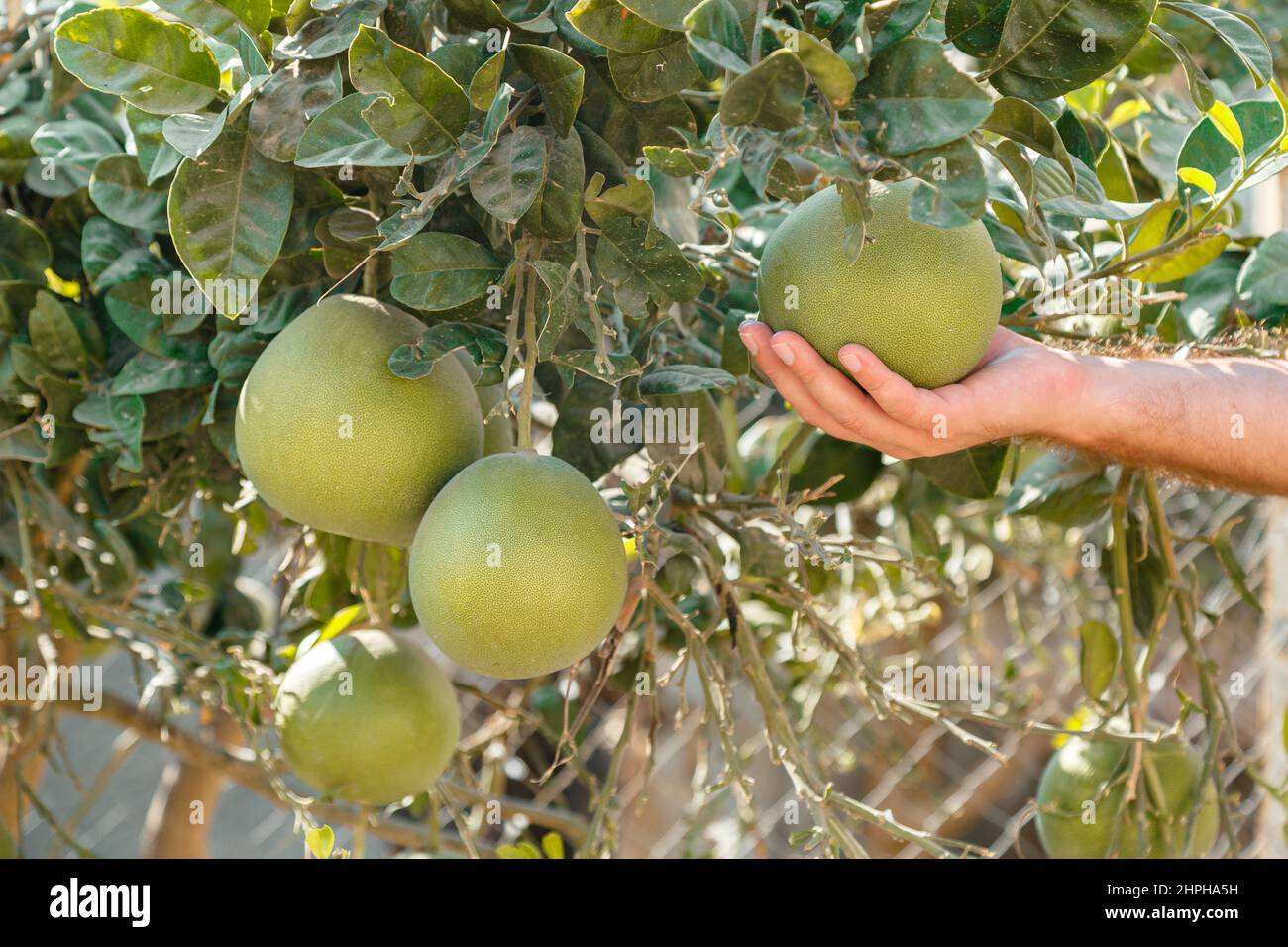 Man picks huge pamela fruit Or green grapefruit. Harvesting citrus ...