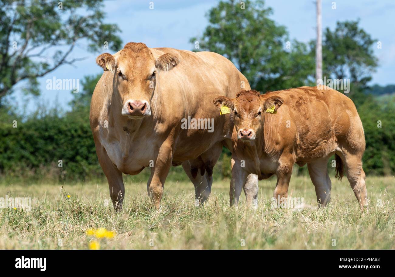 Pedigree Limousin beef cattle with calves at foot. Cumbria, UK Stock ...