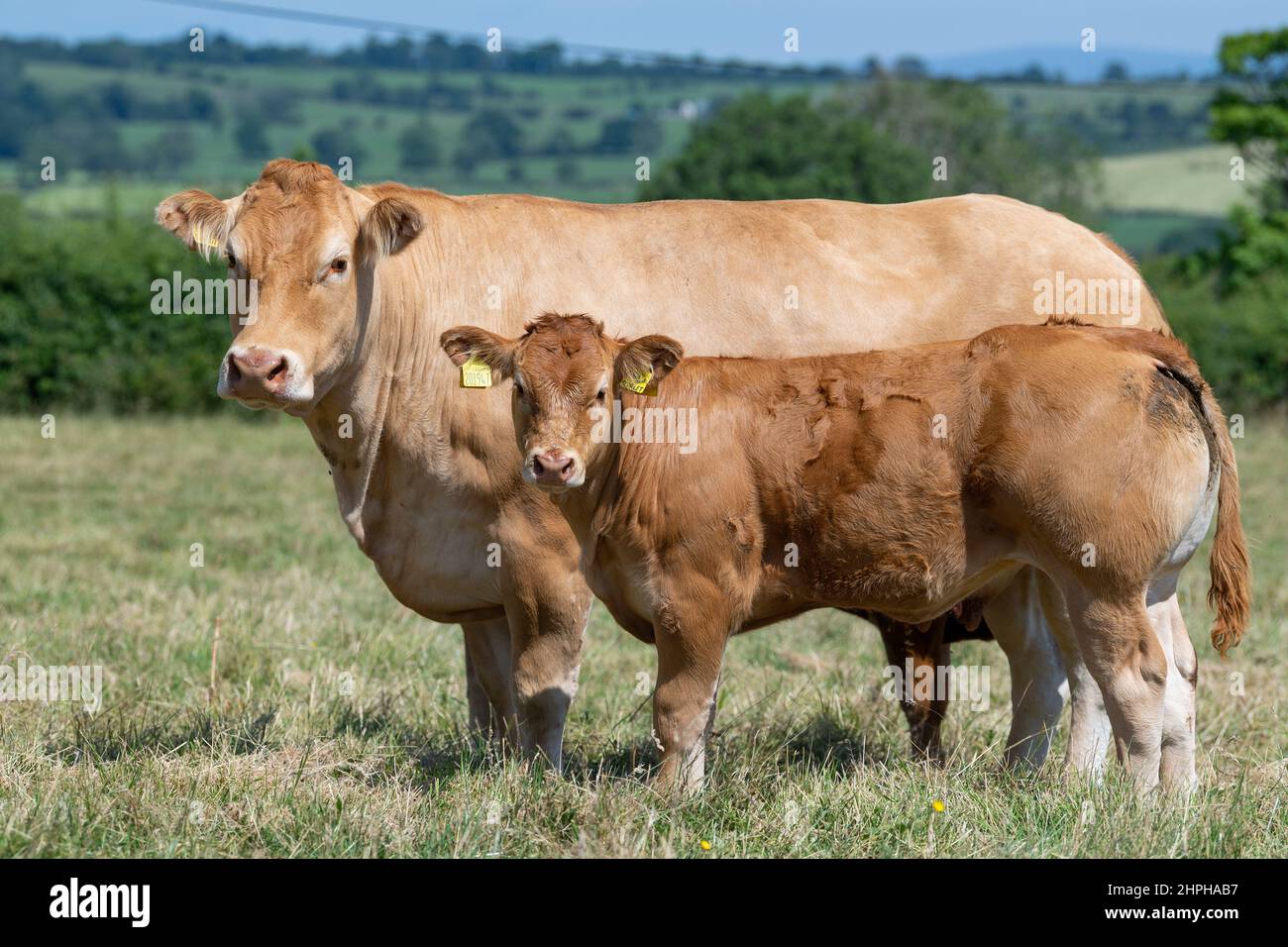 Pedigree Limousin beef cattle with calves at foot. Cumbria, UK Stock ...
