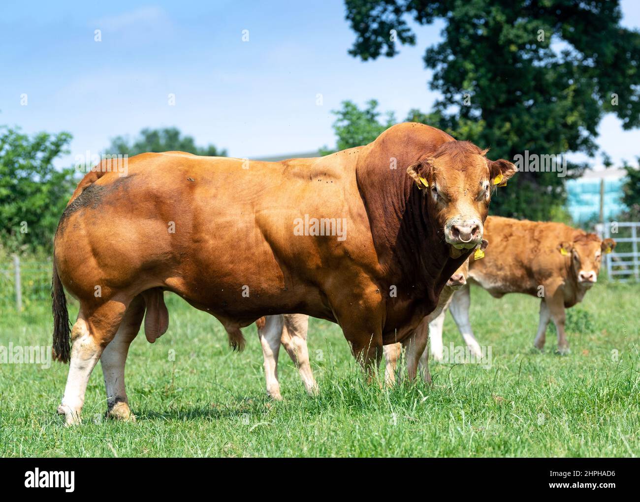 powerful pedigree Limousin bull in field. North Yorkshire, UK Stock ...