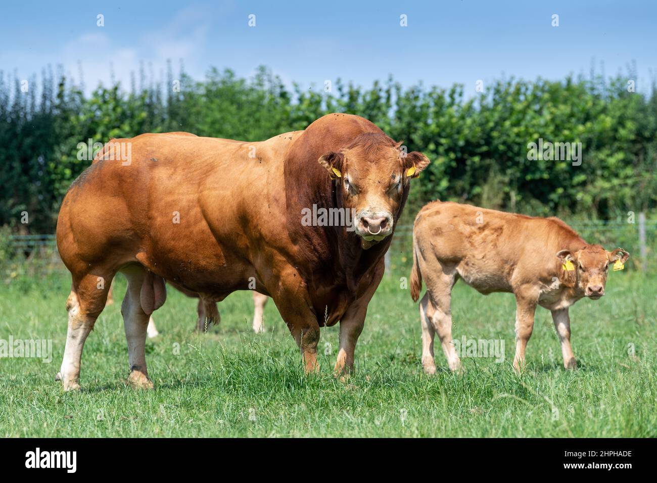 Bull in north yorkshire field hi-res stock photography and images - Alamy