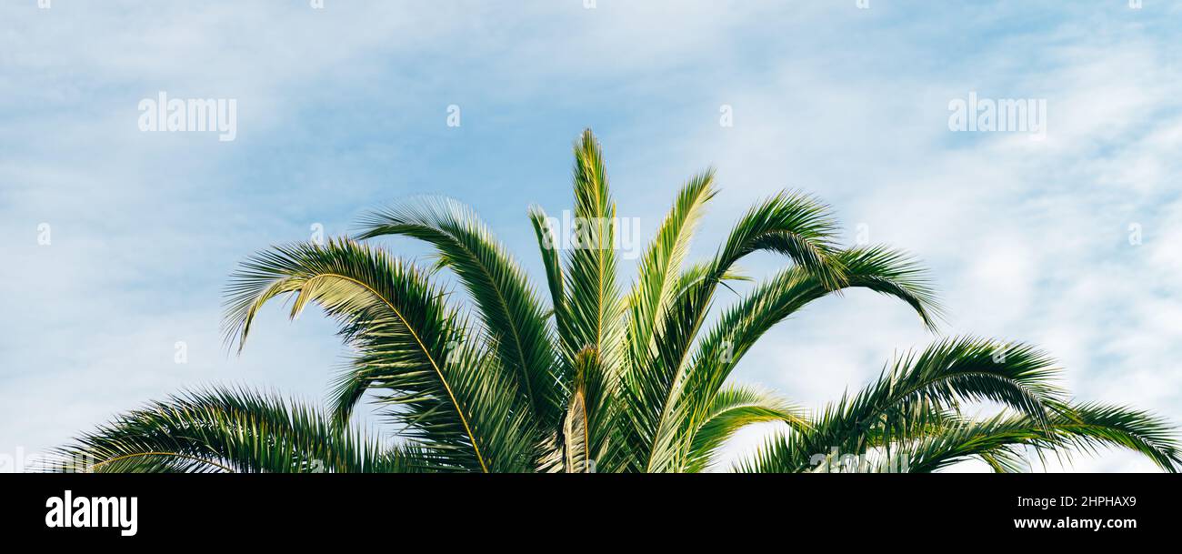 Palm trees, summer background Stock Photo - Alamy