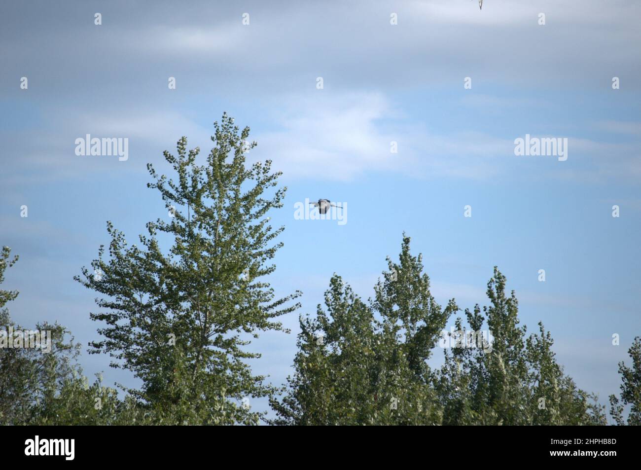 Flying single white Stork during the spring nesting period Stock Photo ...