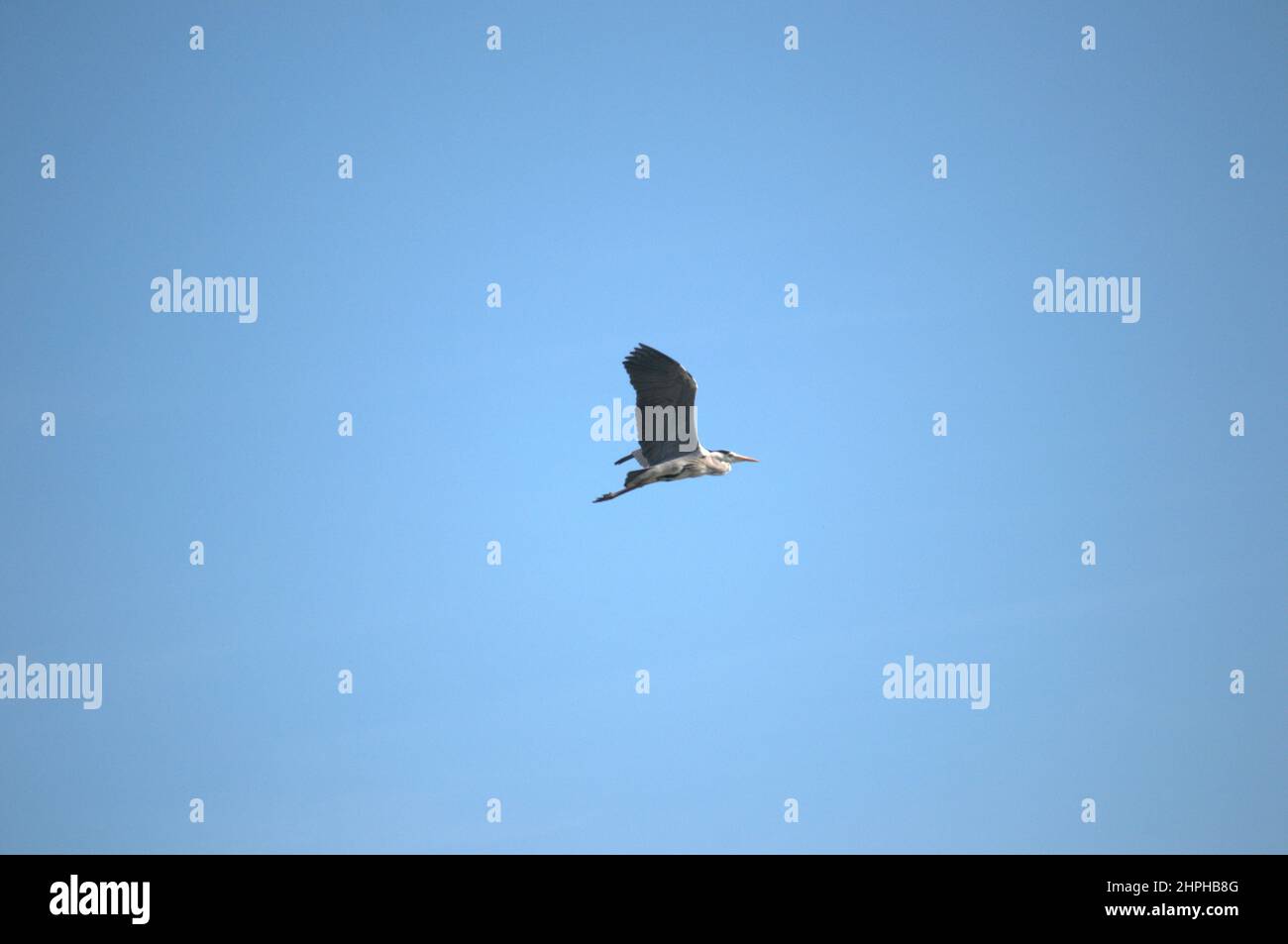 Flying single white Stork during the spring nesting period Stock Photo ...
