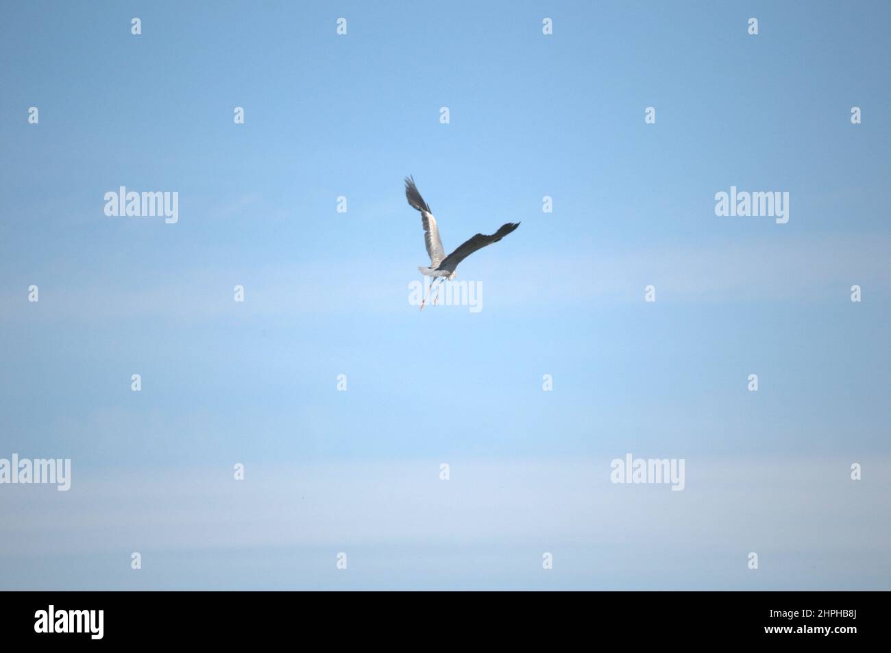 Flying single white Stork during the spring nesting period Stock Photo ...