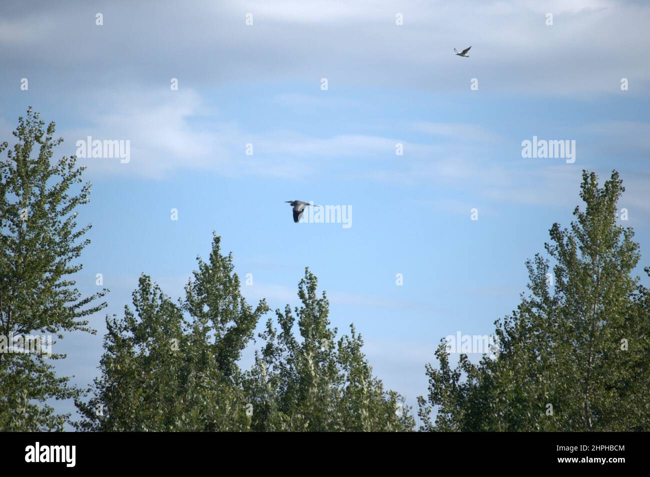 Flying single white Stork during the spring nesting period Stock Photo ...