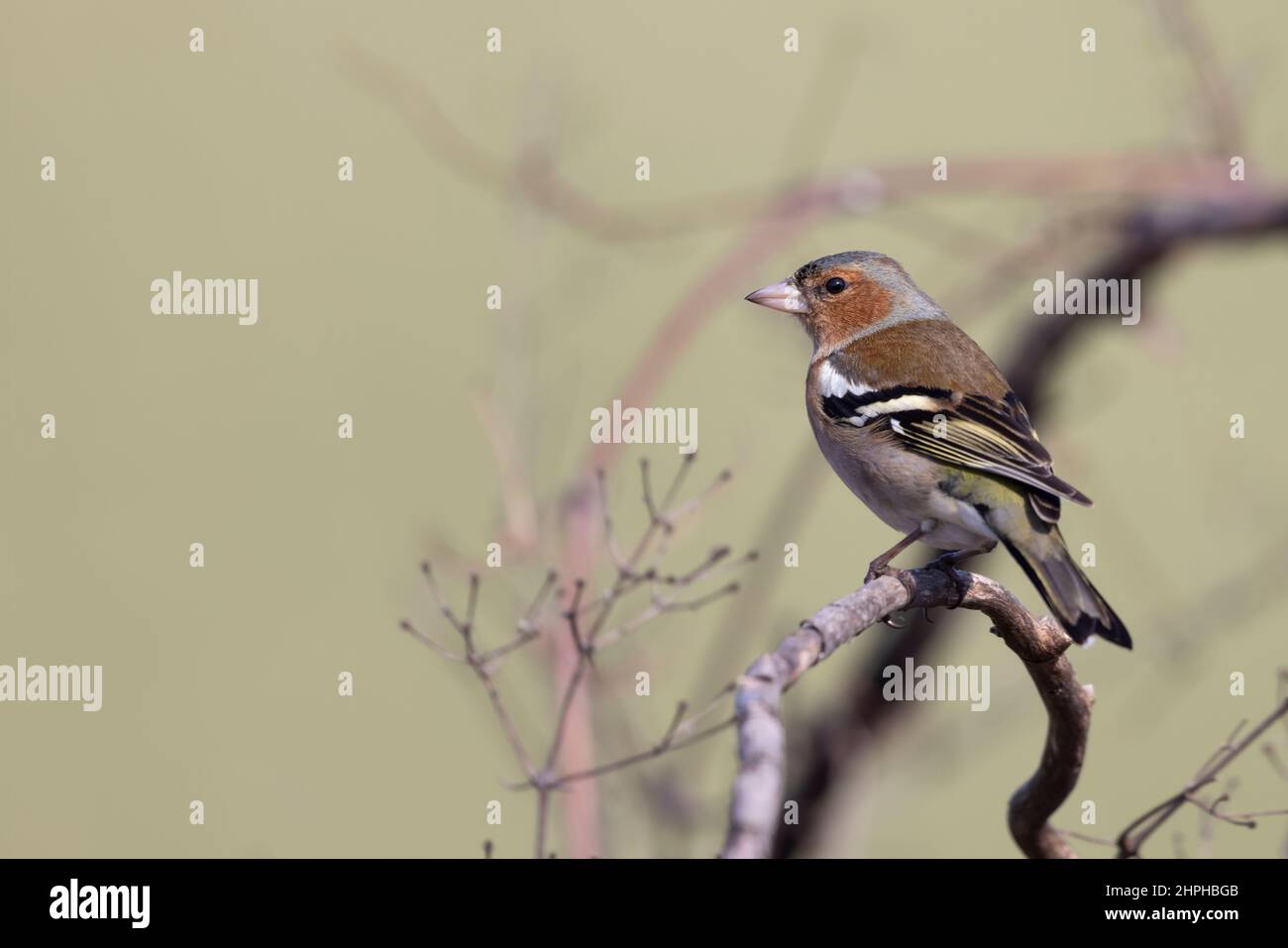 Beautiful chaffinch hi-res stock photography and images - Alamy