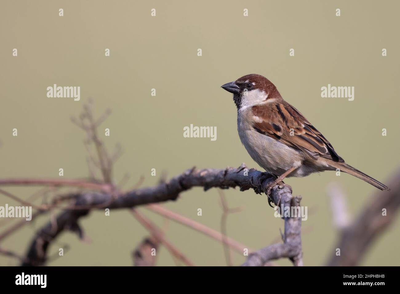 The male Italian sparrow (Passer italiae Stock Photo - Alamy