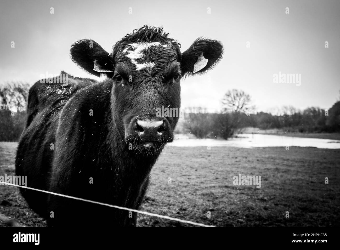 black cows standing on green meadow in rain looking at camera Stock ...