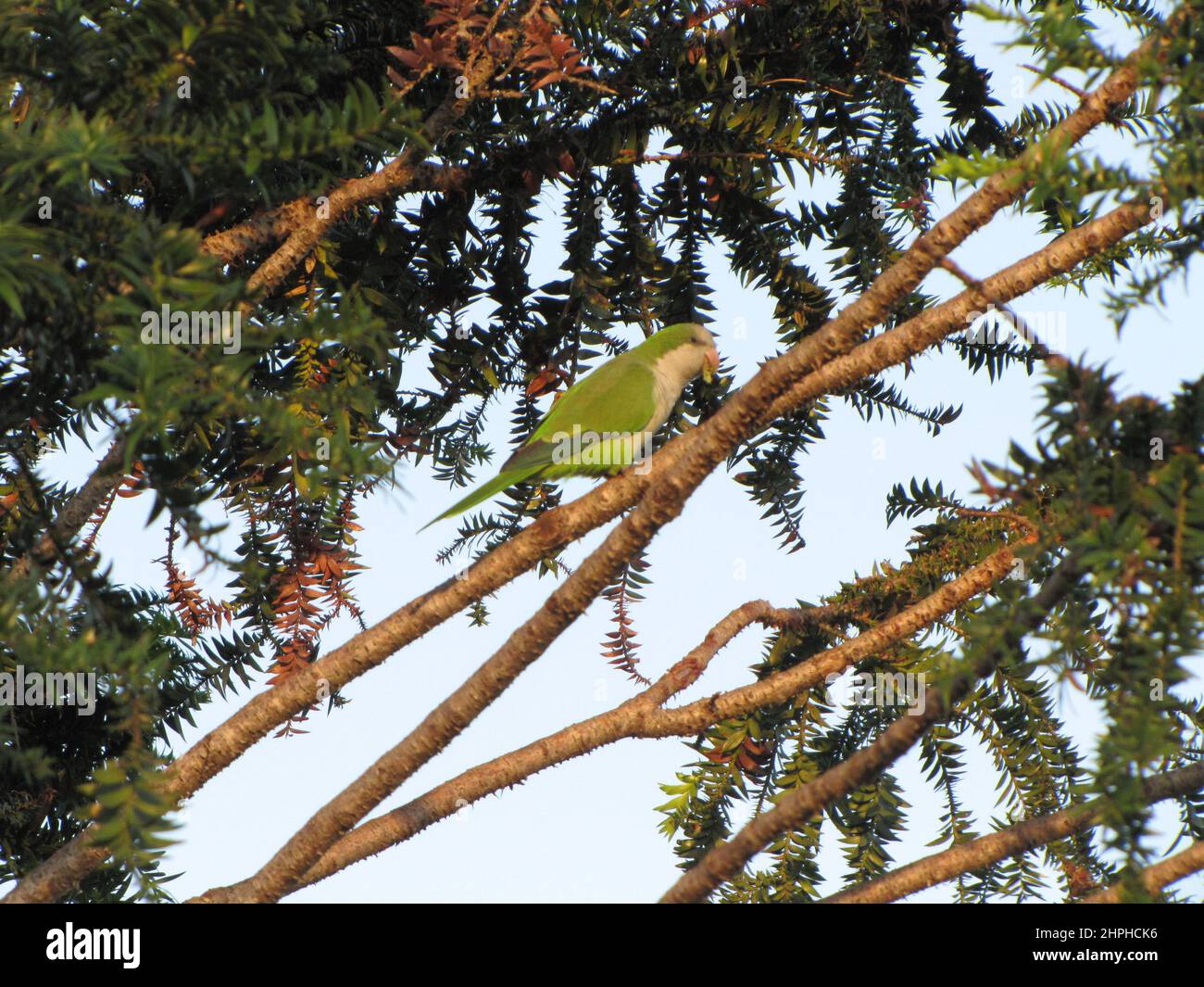 Bird monk parakeet (Myiopsitta monachus), Quaker parrot resting on a ...