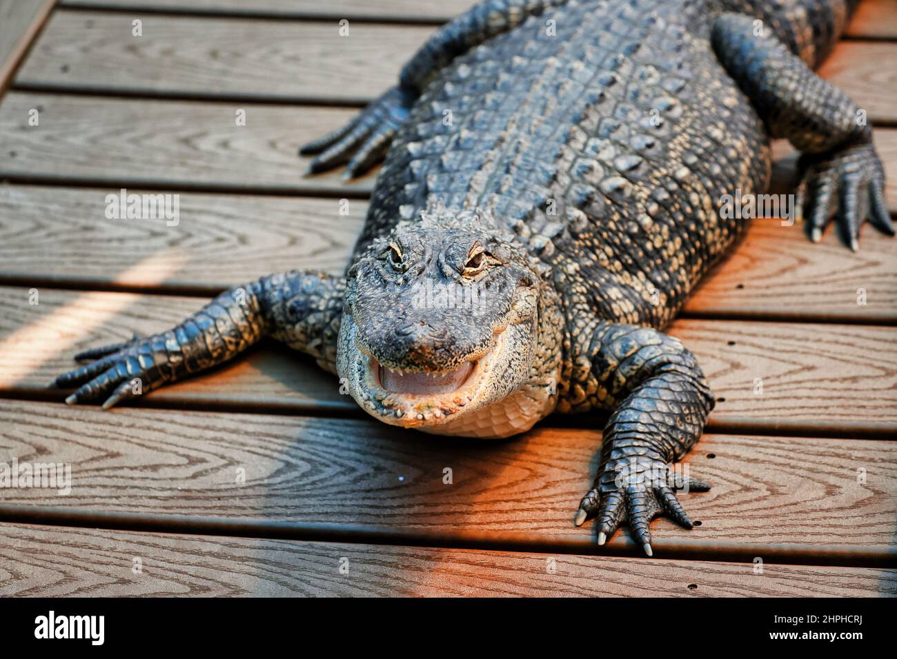 American Florida Alligator On Dock Florida Crocodiles Everglades Stock ...