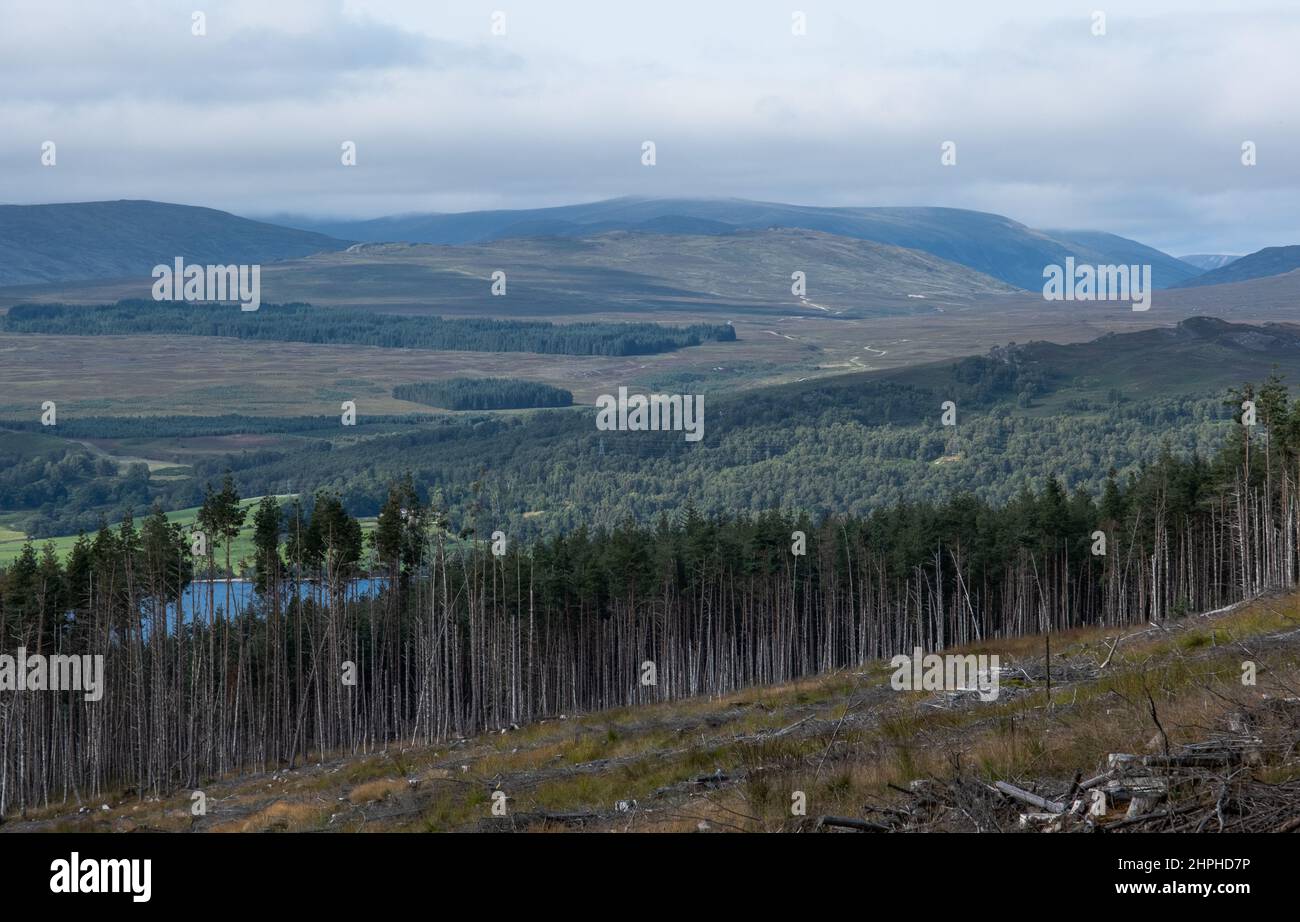 Looking over Loch Rannoch with a cleared woodland area in Rannoch ...