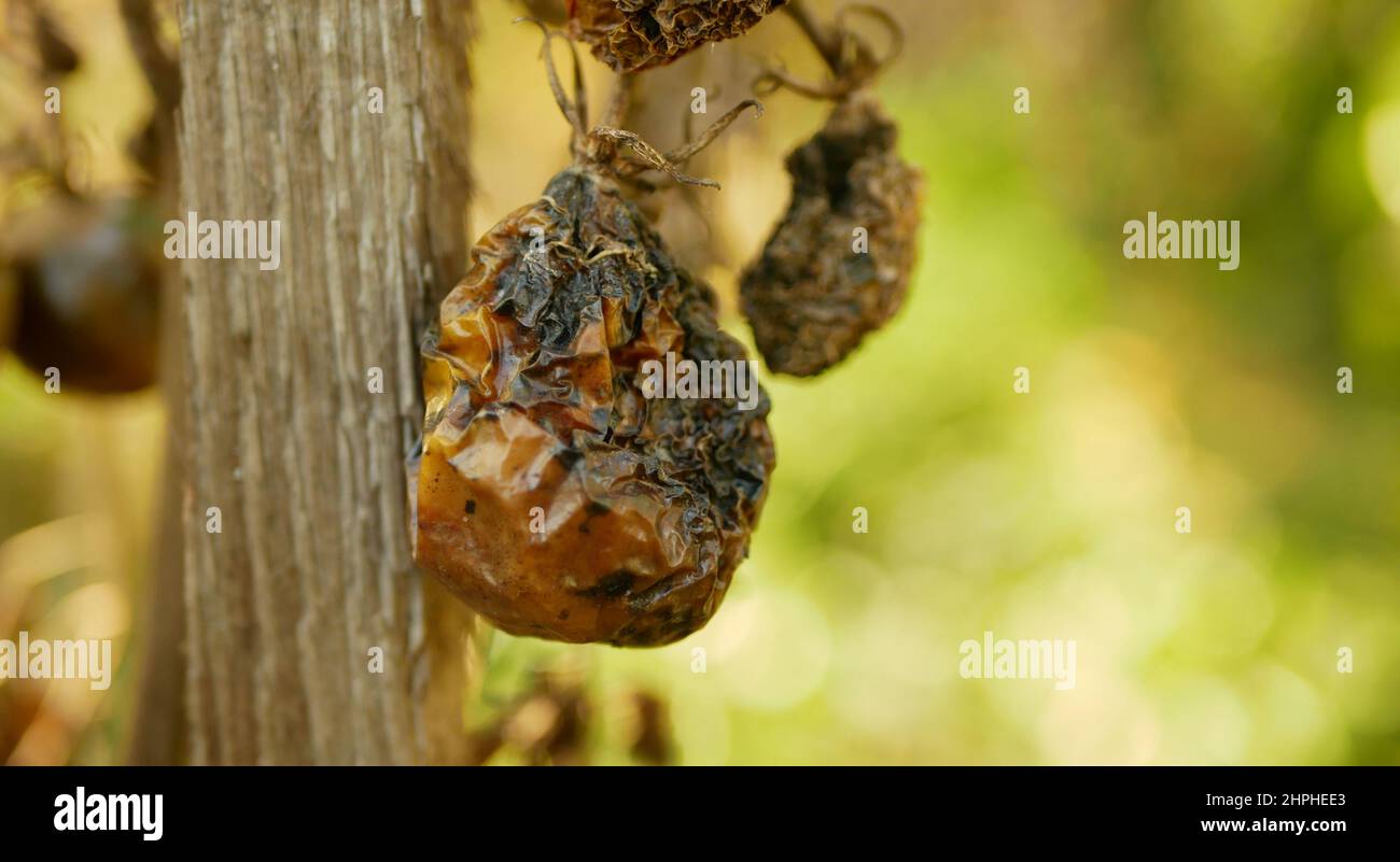 Rotten tomato mold fungi farm farming bio organic rot rust vegetables ...