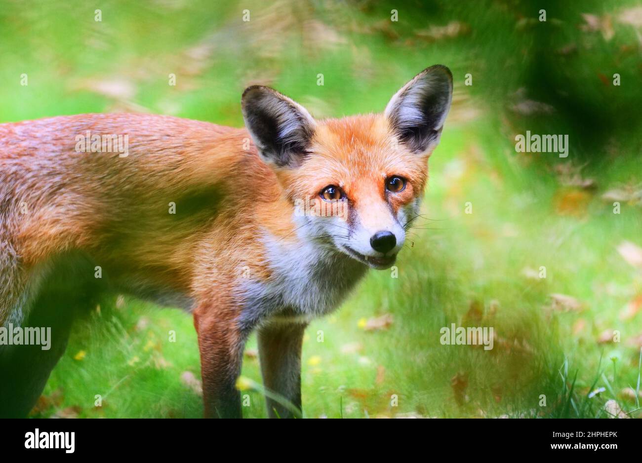 Red fox in a hedge hi-res stock photography and images - Alamy