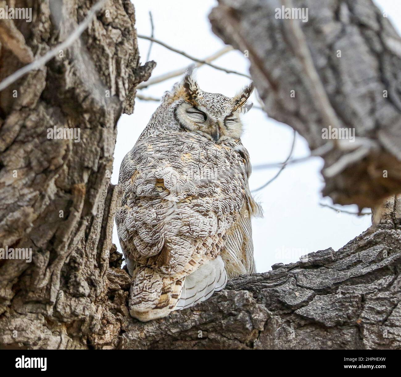 Great horned owl in tree hi-res stock photography and images - Alamy