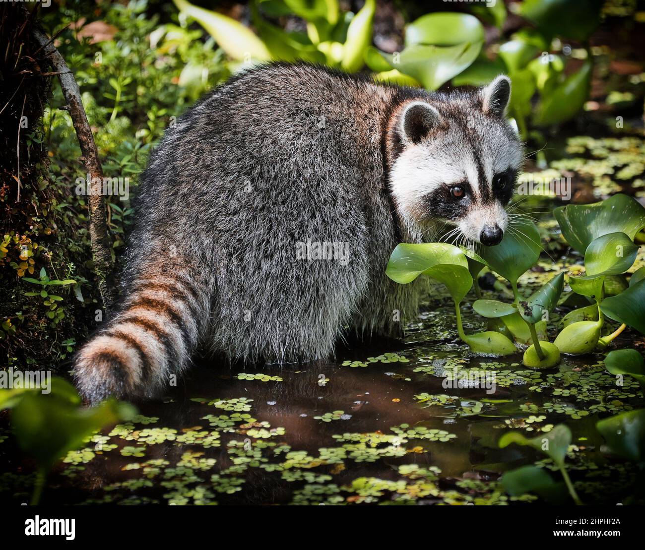 Raccoons in Florida Roaming around in nature Stock Photo - Alamy