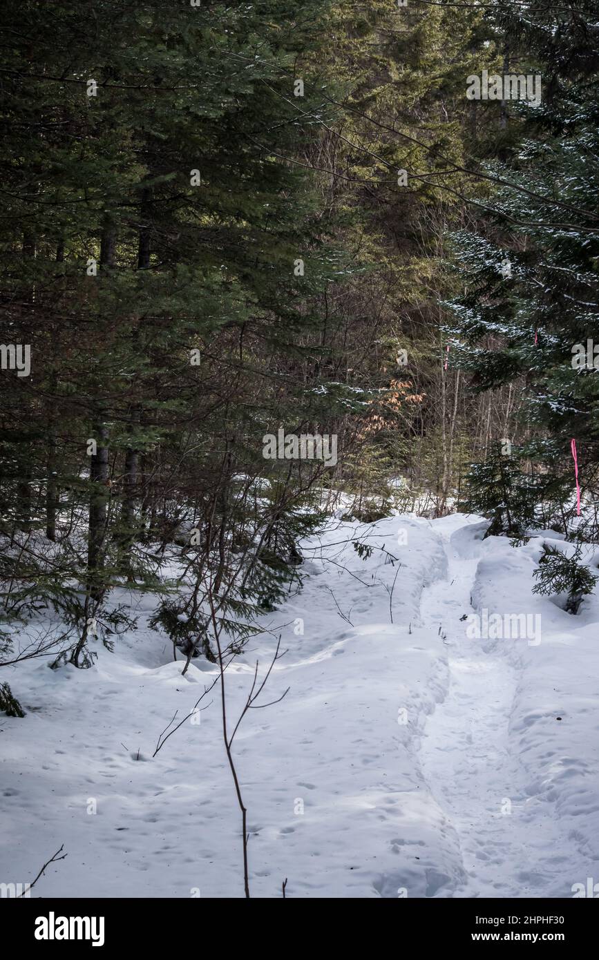Snowshoes trail hi-res stock photography and images - Alamy