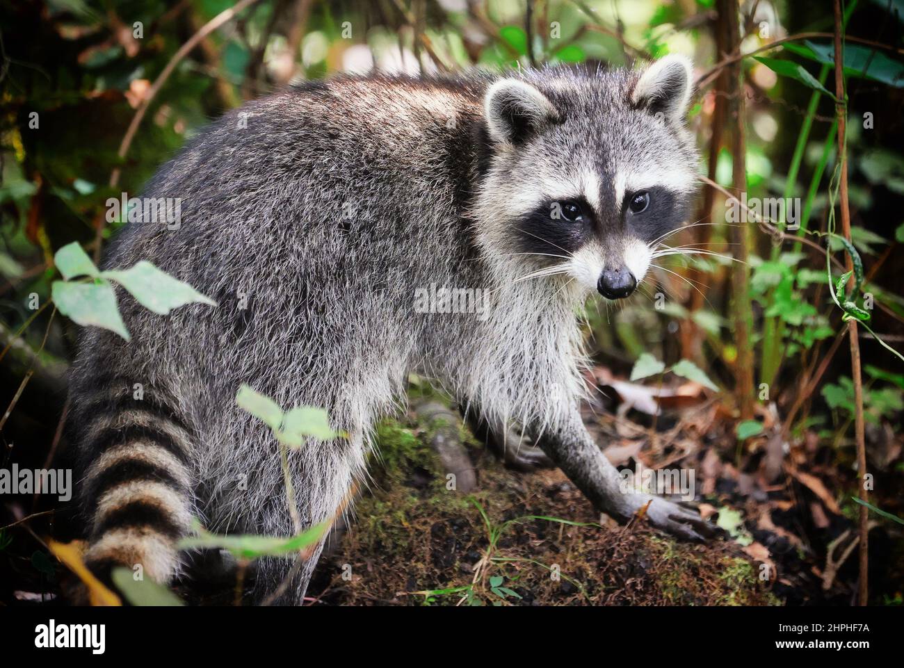 Raccoons in Florida Roaming around in nature Stock Photo - Alamy