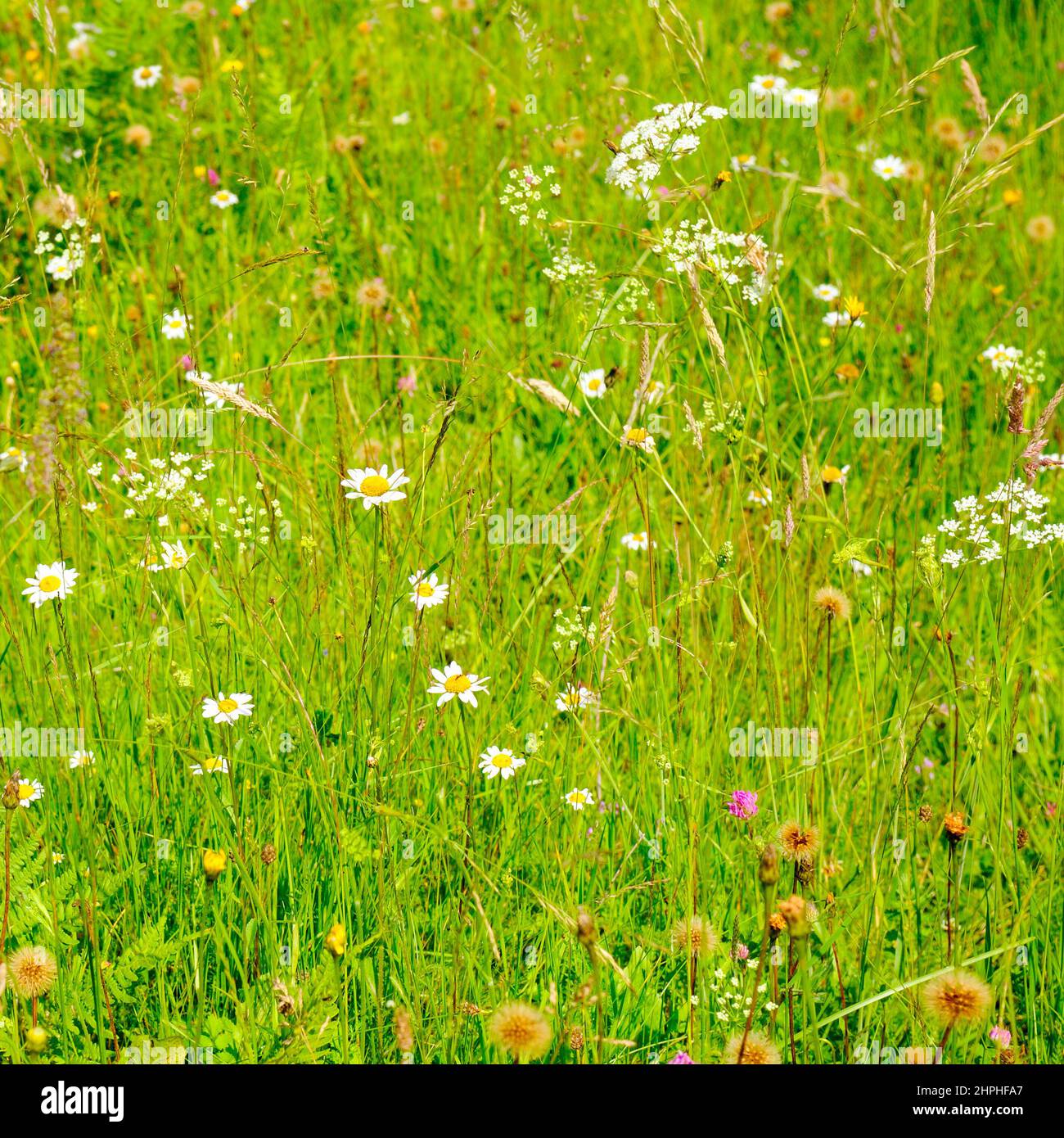 Green grass background texture. Element of design Stock Photo - Alamy
