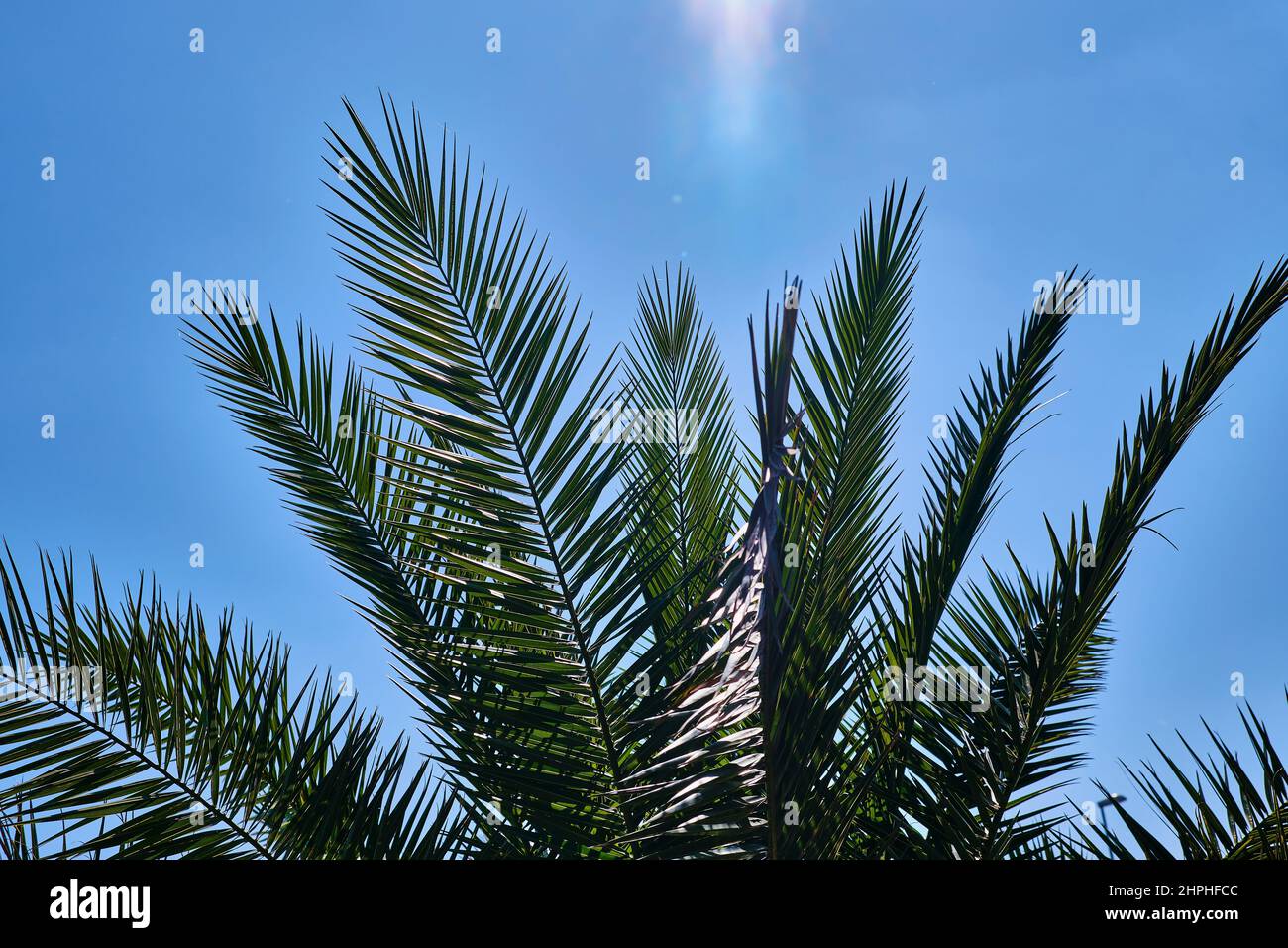 Palm tree with blue sky and sun with sunshine Stock Photo - Alamy
