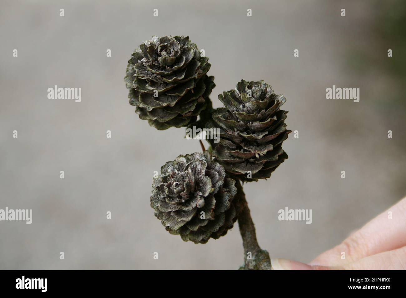 Three little pine-cones on a branch Stock Photo - Alamy