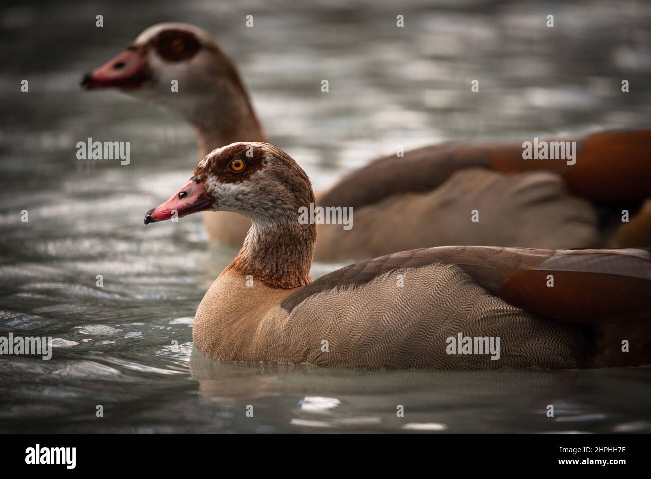 Duck outside hi-res stock photography and images - Alamy