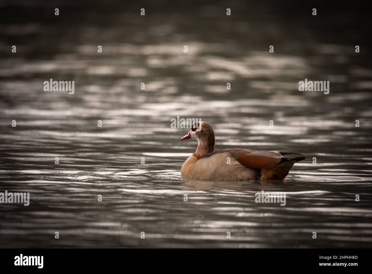 Duck outside hi-res stock photography and images - Alamy