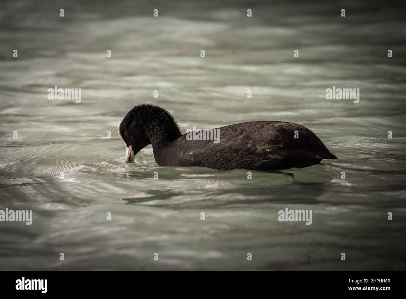 Duck outside hi-res stock photography and images - Alamy