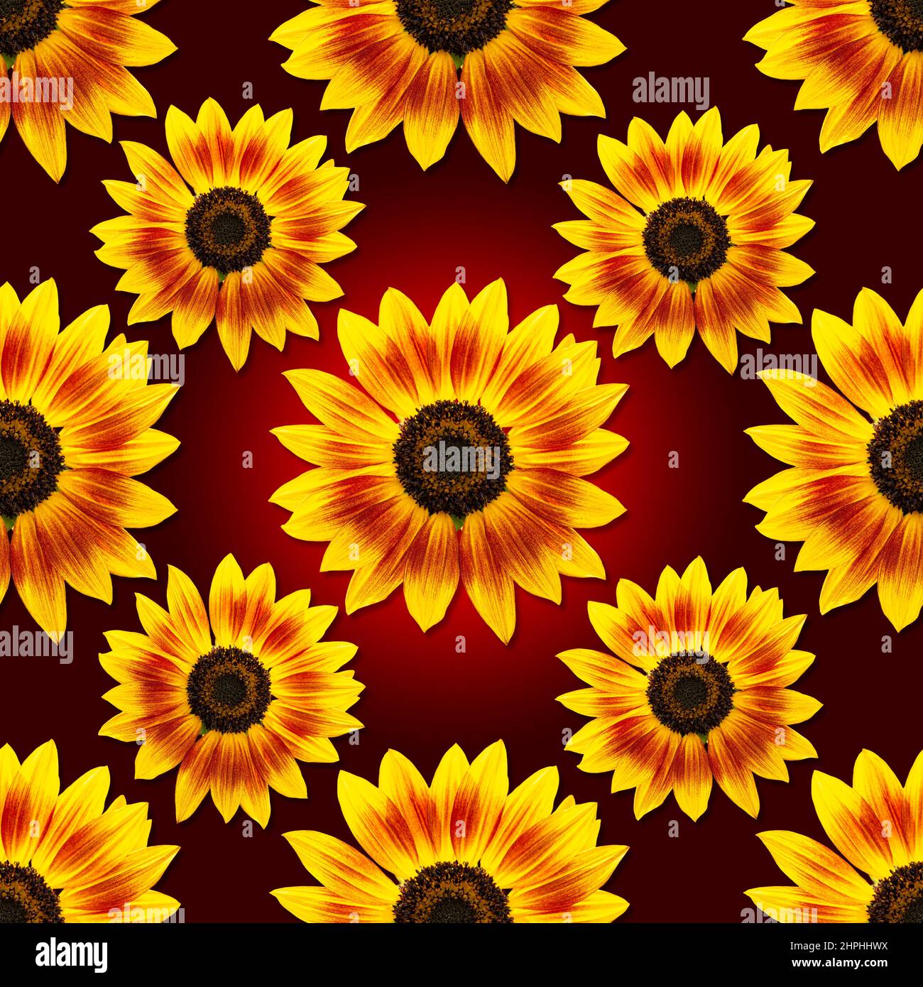 Dwarf Music Box Sunflowers flowers seamless pattern design on dark red ...