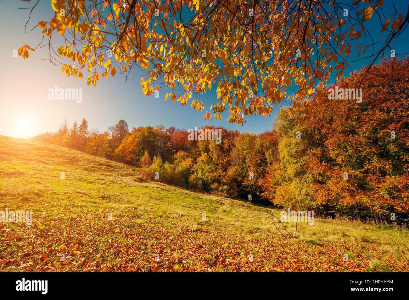 Majestic trees with sunny beams at mountain valley. Dramatic and ...