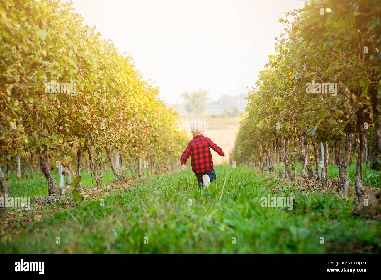 Beautiful blonde little boy walking in vineyard, between the rows in ...