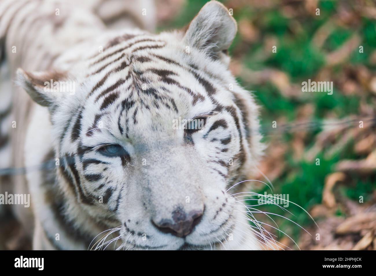 White big tiger, bleached tiger in an autumn park laying and walk ...