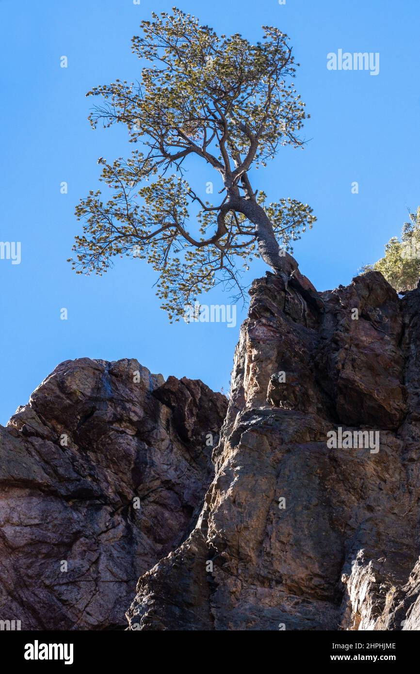 A pinyon pine tree grows precariously on the quartzite sandstone cliff ...