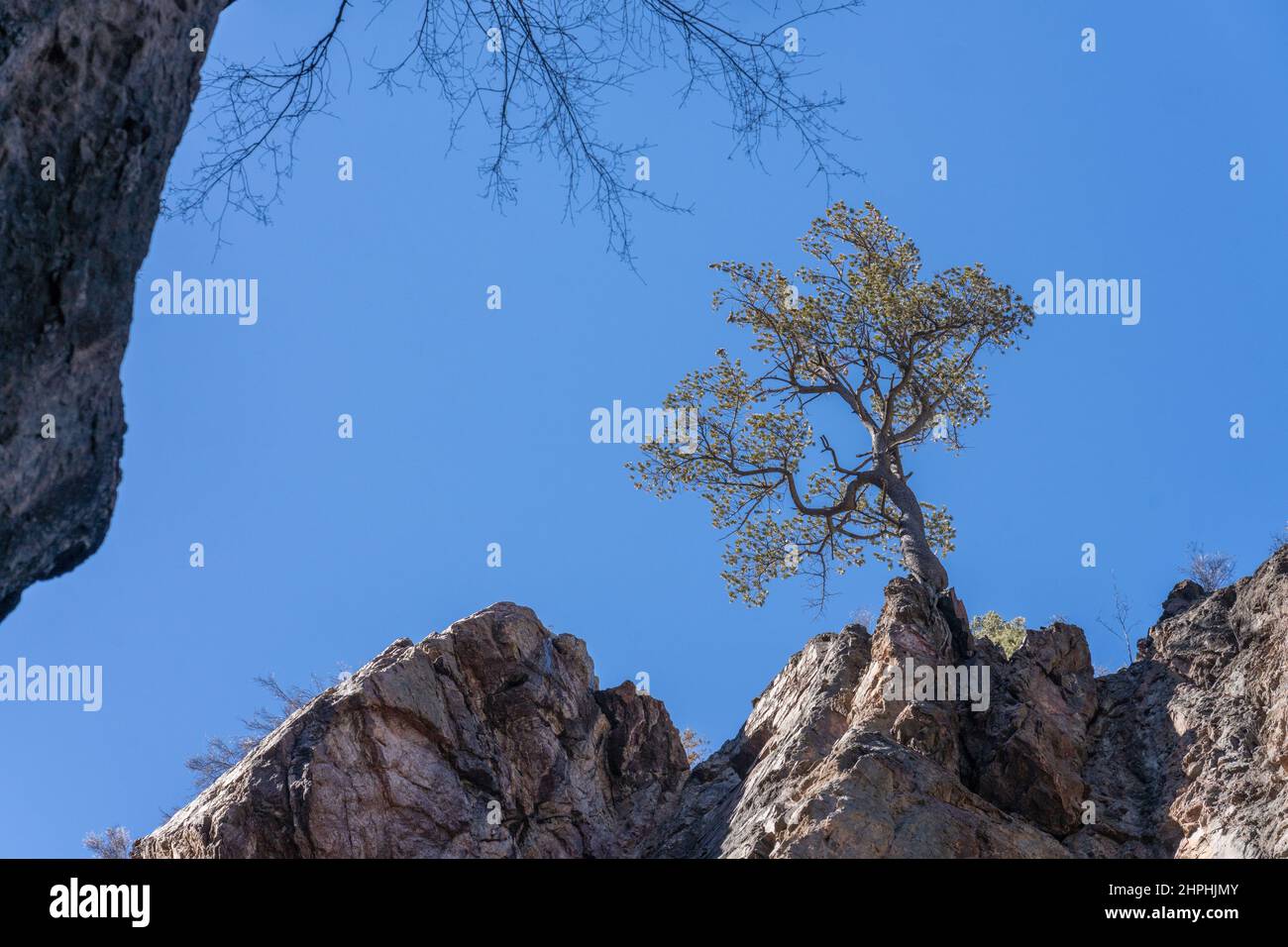 A pinyon pine tree grows precariously on the quartzite sandstone cliff ...