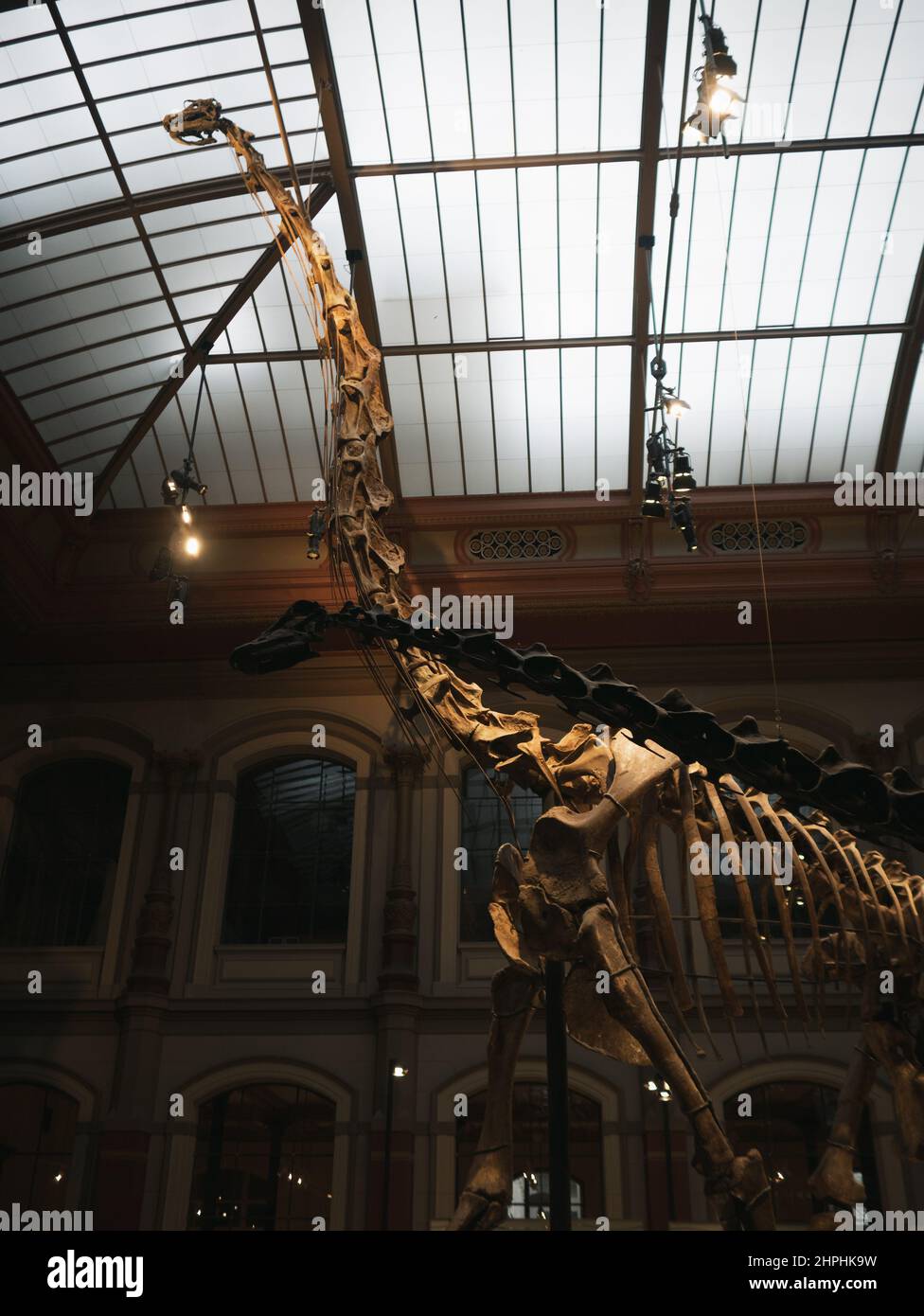 brachiosaurus im Naturkundemuseum Stock Photo - Alamy