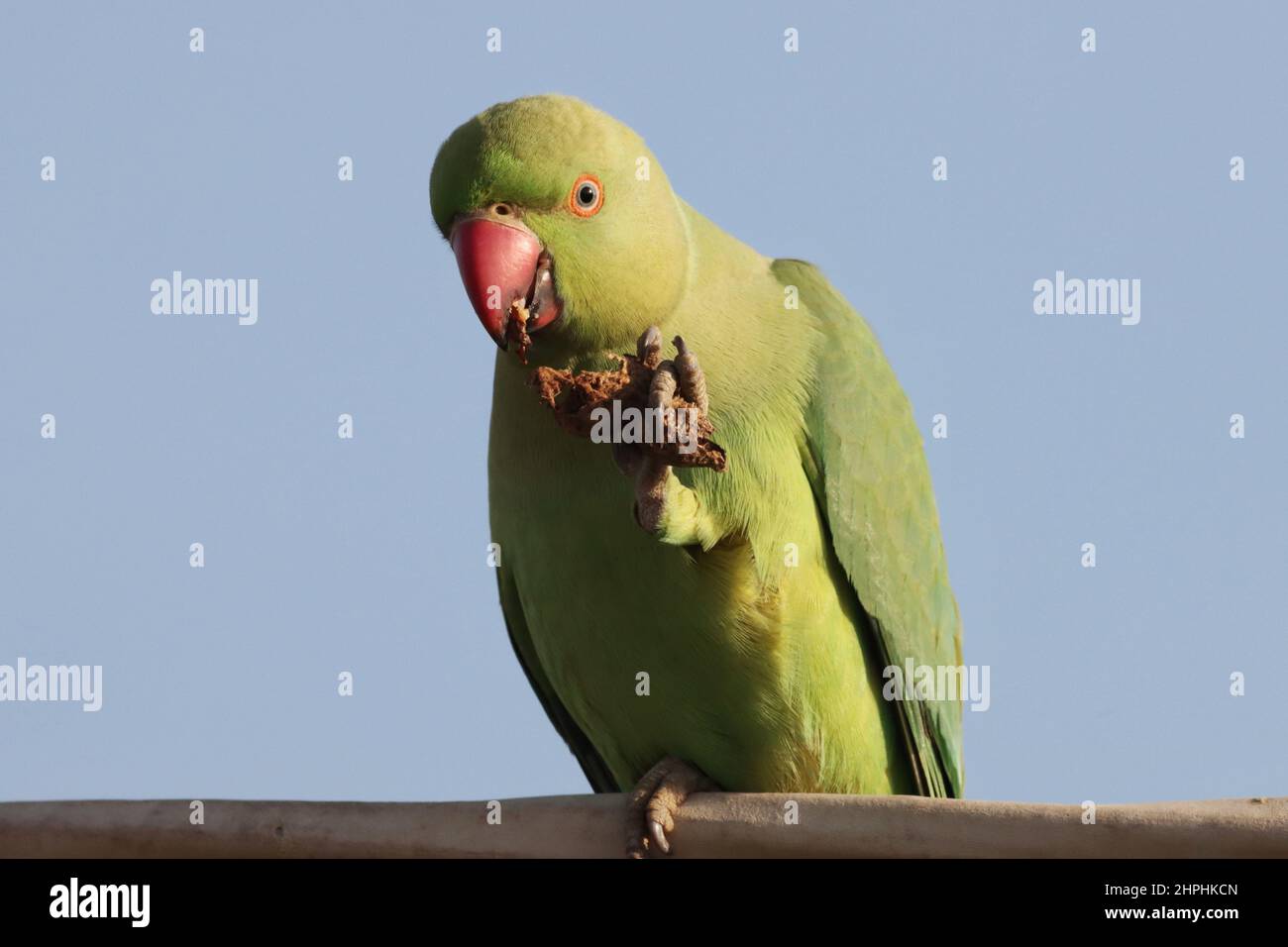 Green parrot sitting on a branch Stock Photo - Alamy