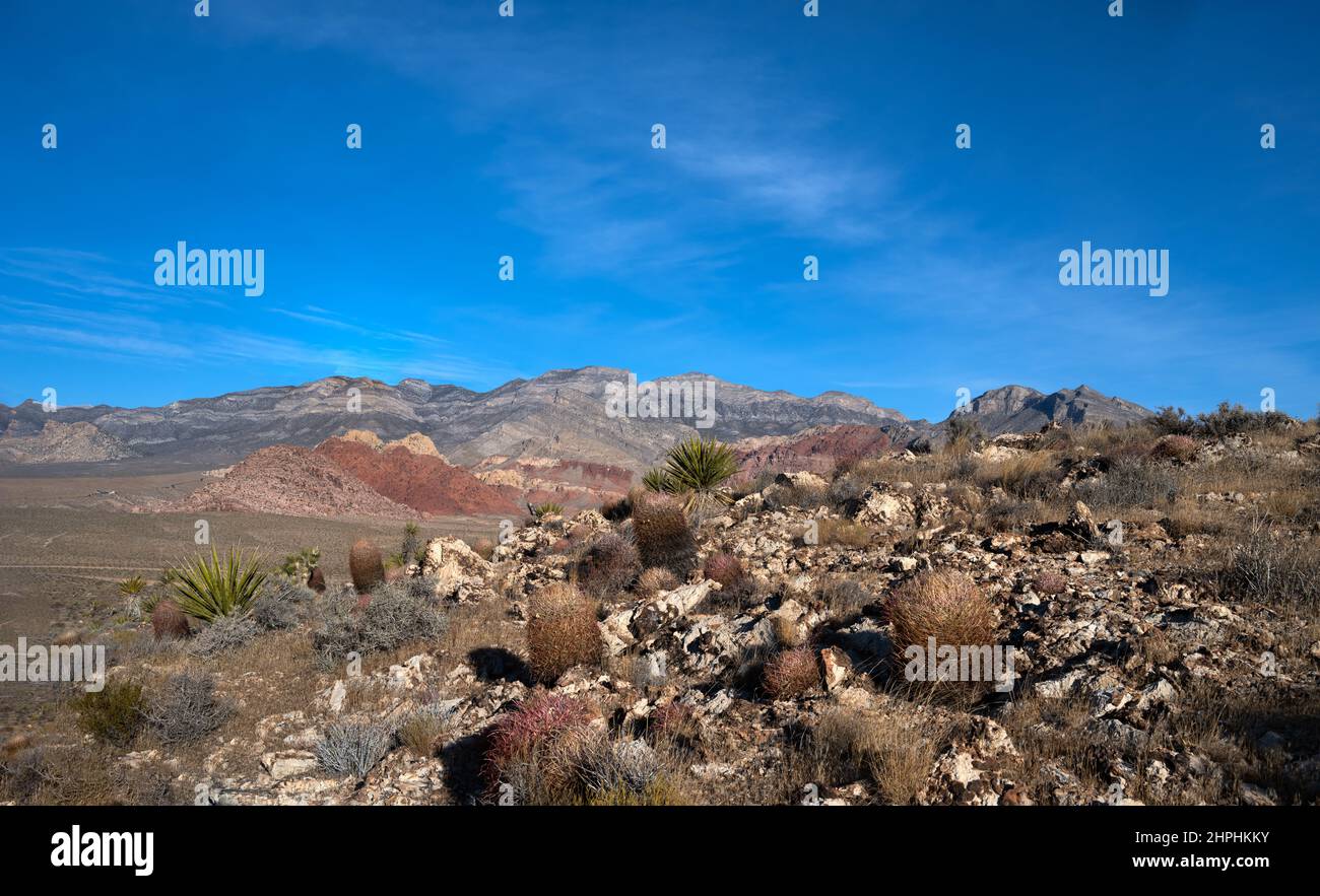 Desert vista in southern Nevada with cactus and yucca Stock Photo - Alamy