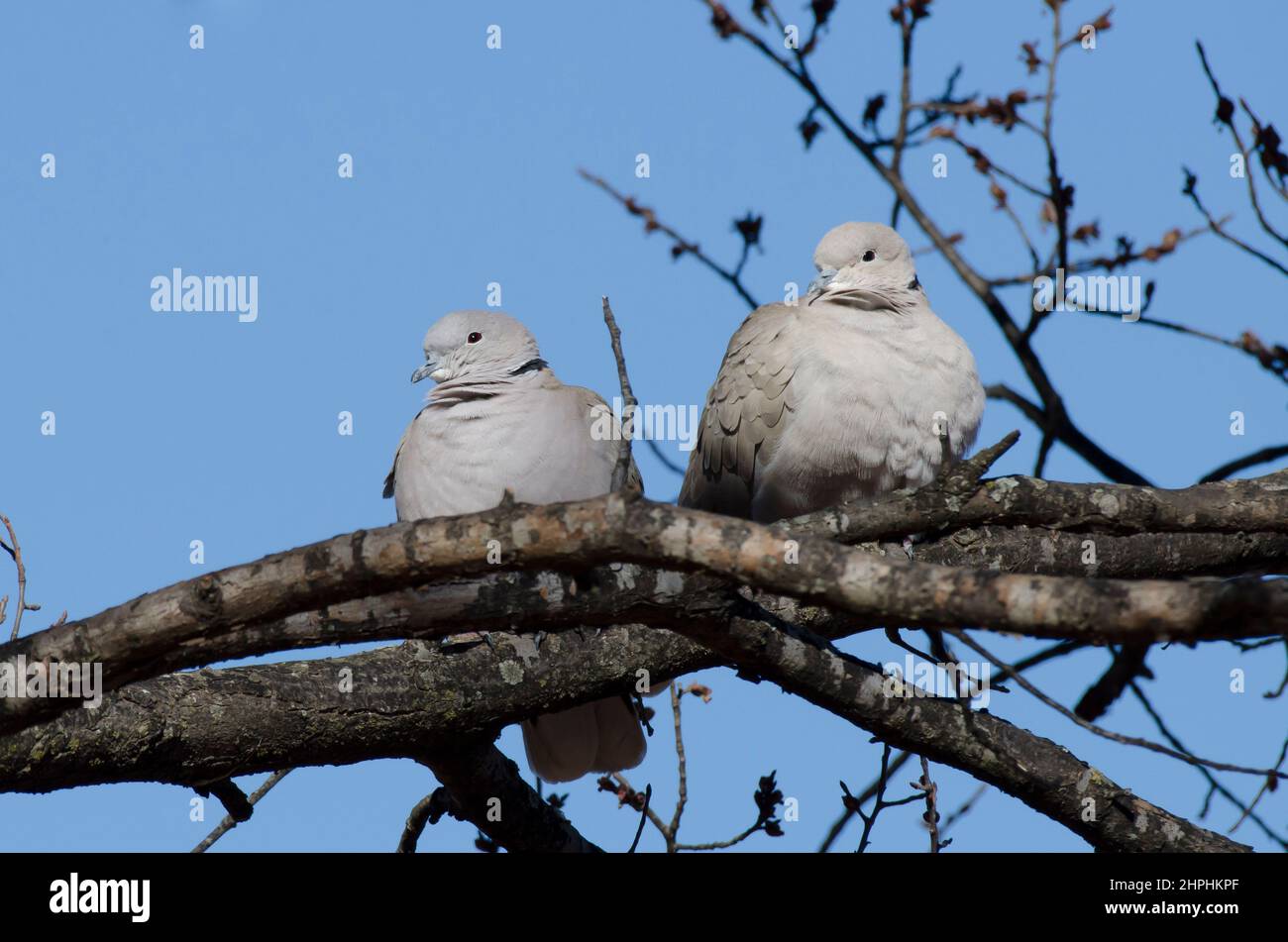 Eurasian Collared-Doves, Streptopelia decaocto, roosting Stock Photo ...