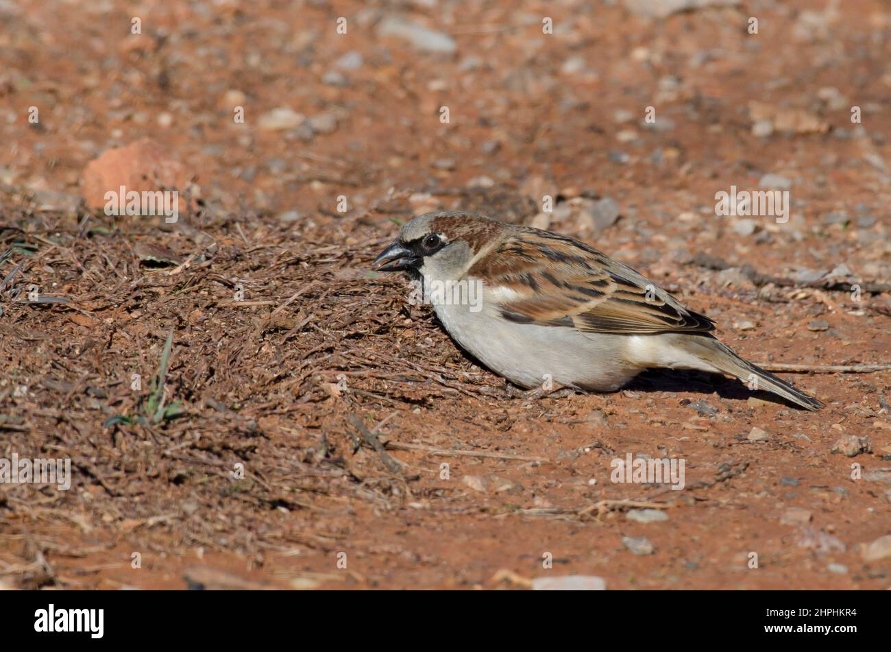 Male at a feeding house hi-res stock photography and images - Alamy