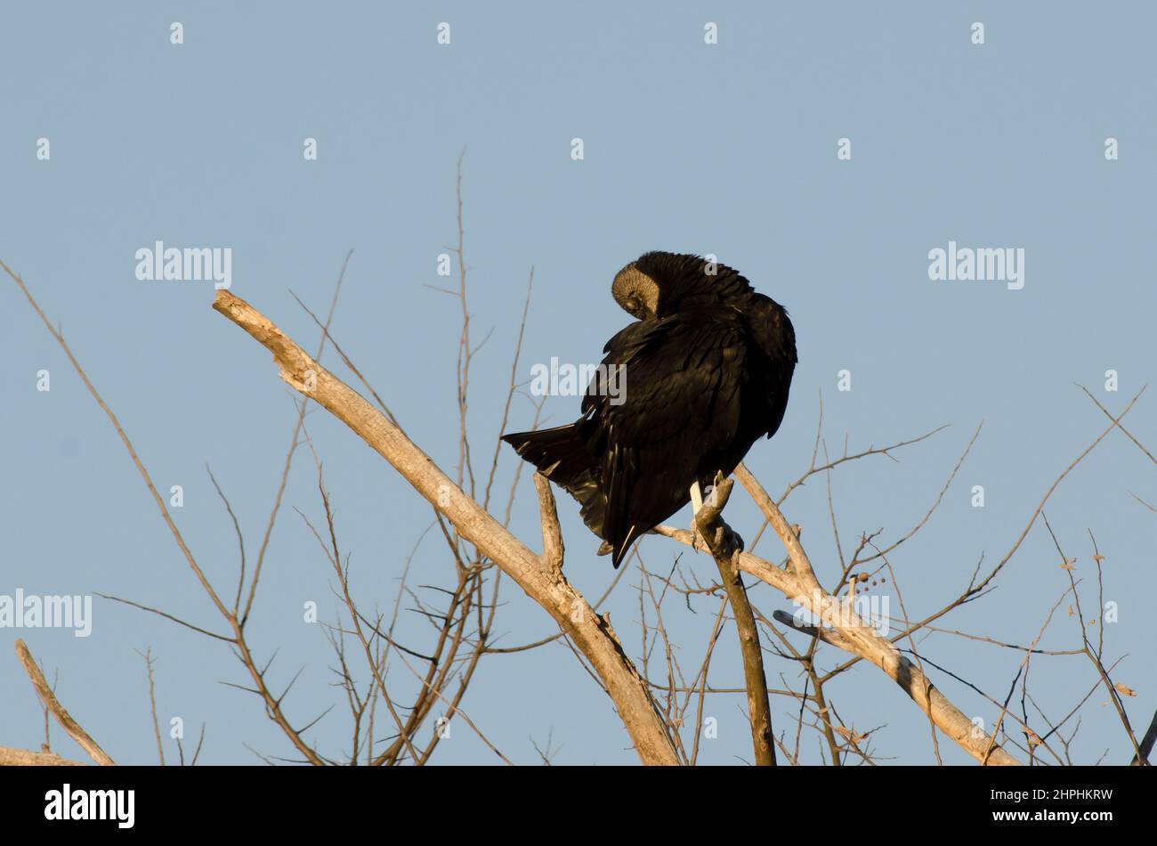 Black Vulture, Coragyps atratus, preening Stock Photo - Alamy