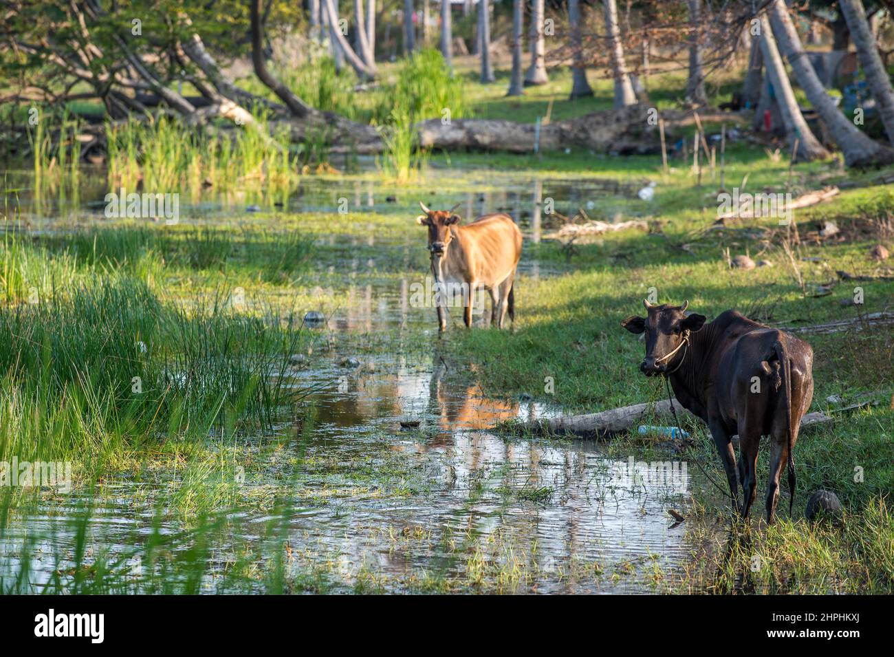 Kho lans cows hi-res stock photography and images - Alamy