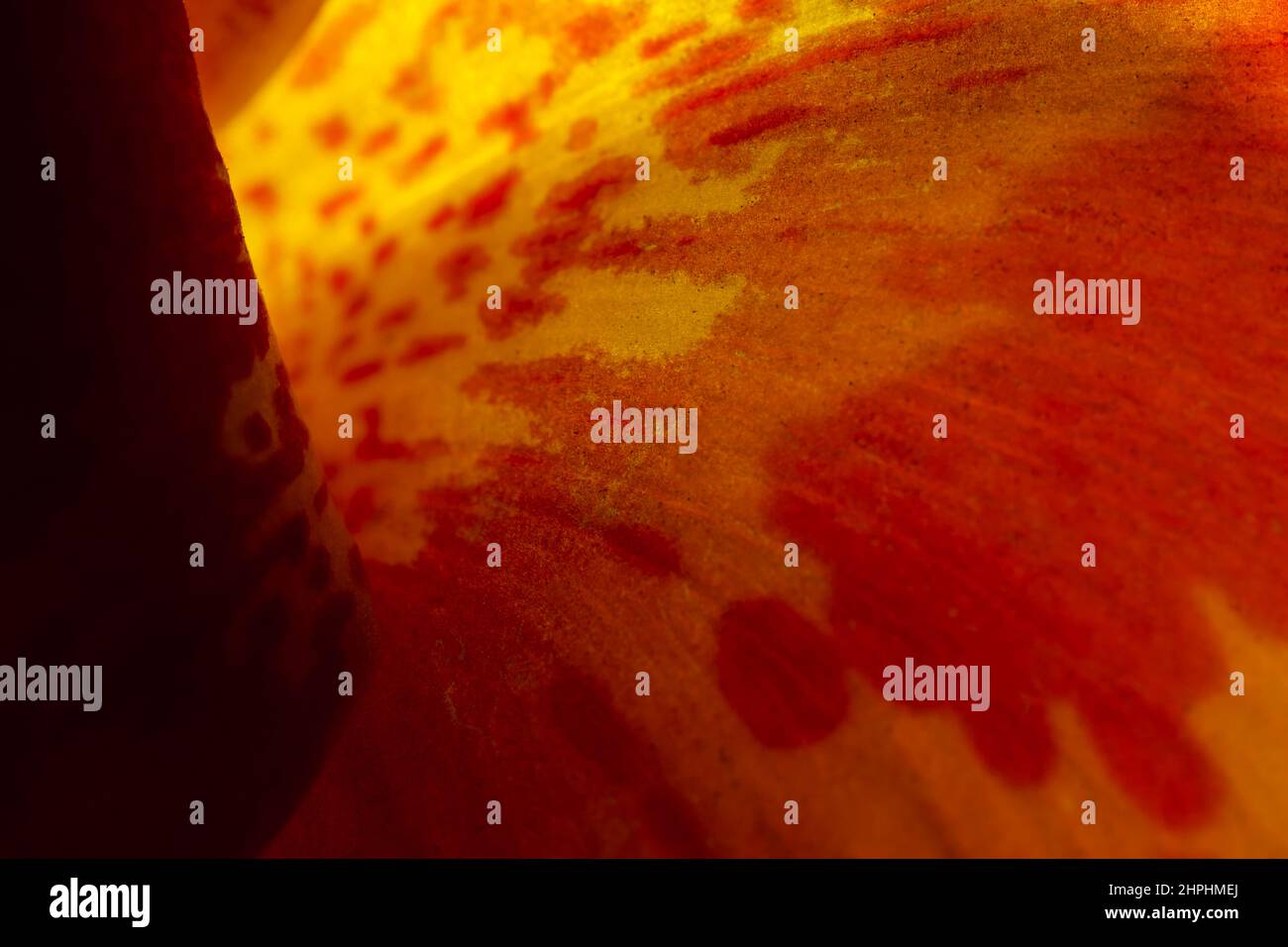 Extreme detail flower hi-res stock photography and images - Alamy