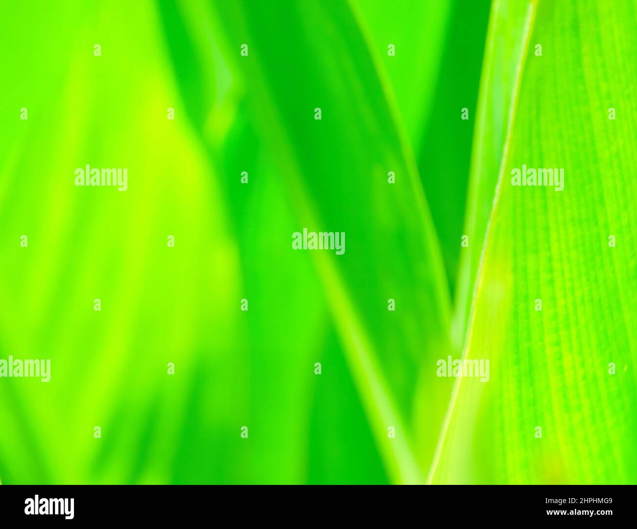 Super leaf wallpaper hi-res stock photography and images - Alamy