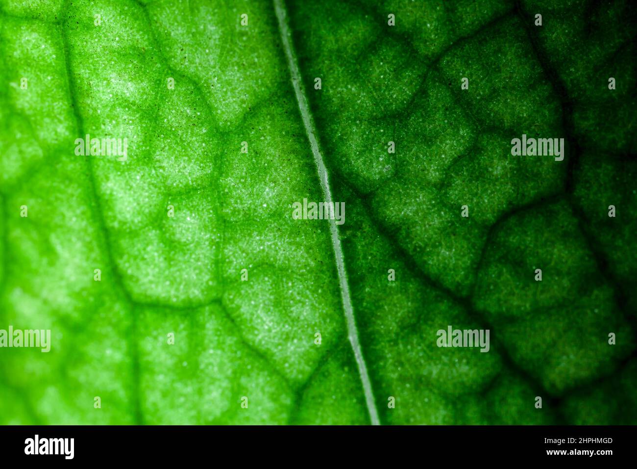 Extreme macro detail hi-res stock photography and images - Alamy