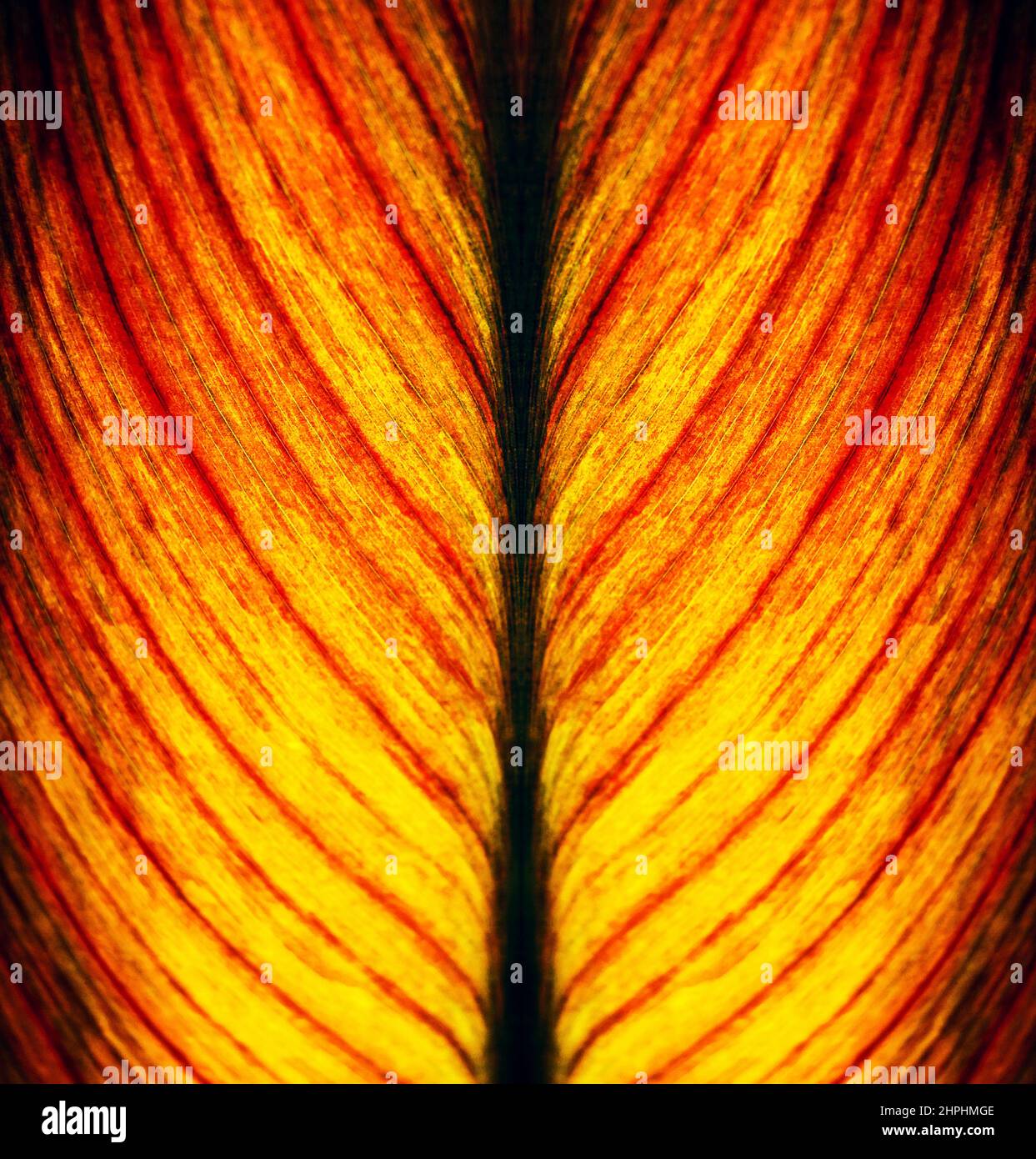 Super leaf wallpaper hi-res stock photography and images - Alamy