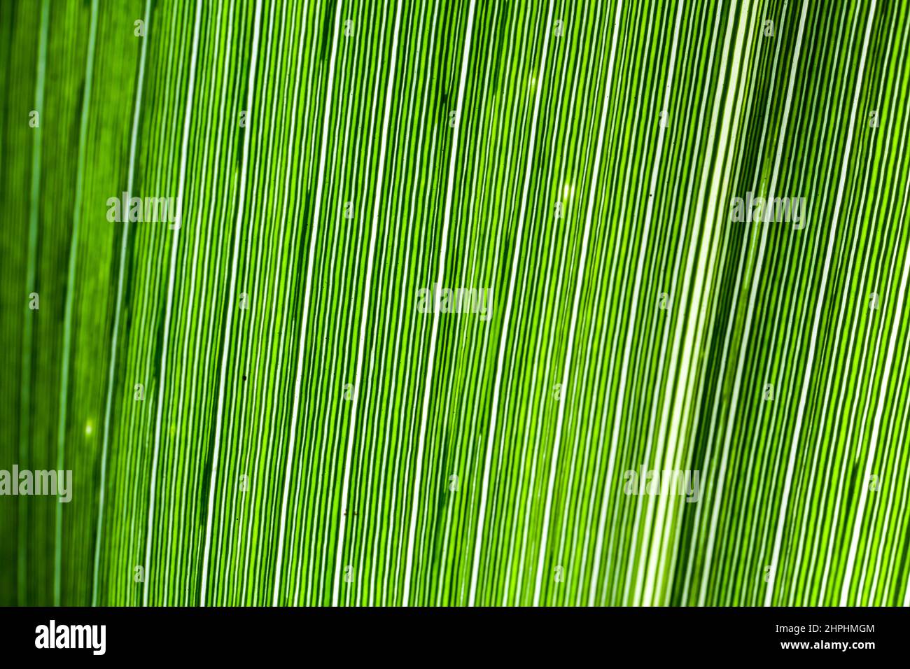 Super leaf wallpaper hi-res stock photography and images - Alamy
